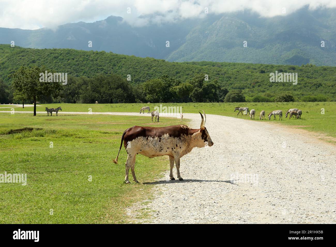 Beautiful Ankole cow on road in safari park Stock Photo - Alamy