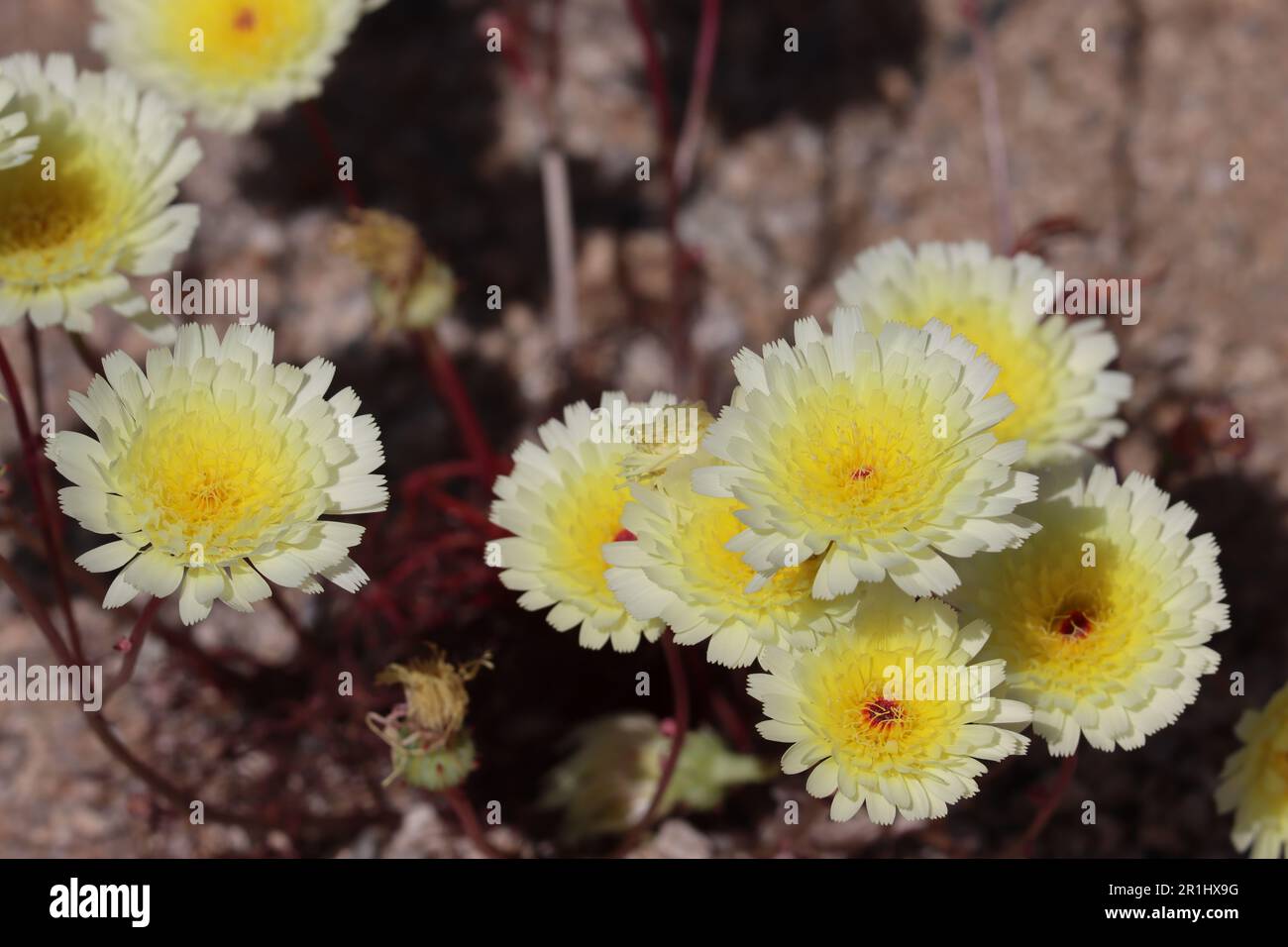 Desert Dandelion, Malacothrix Glabrata, displaying spring blooms in the ...
