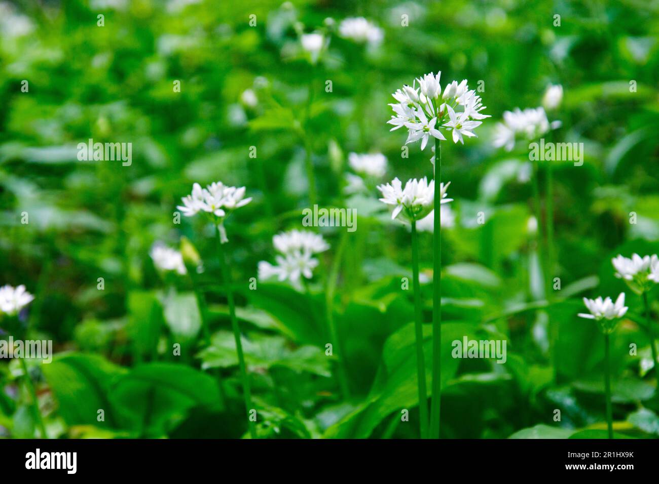 Allium ursinum | Wild Allium ursinum | Aglio Orsino Selvatico. Wild ...