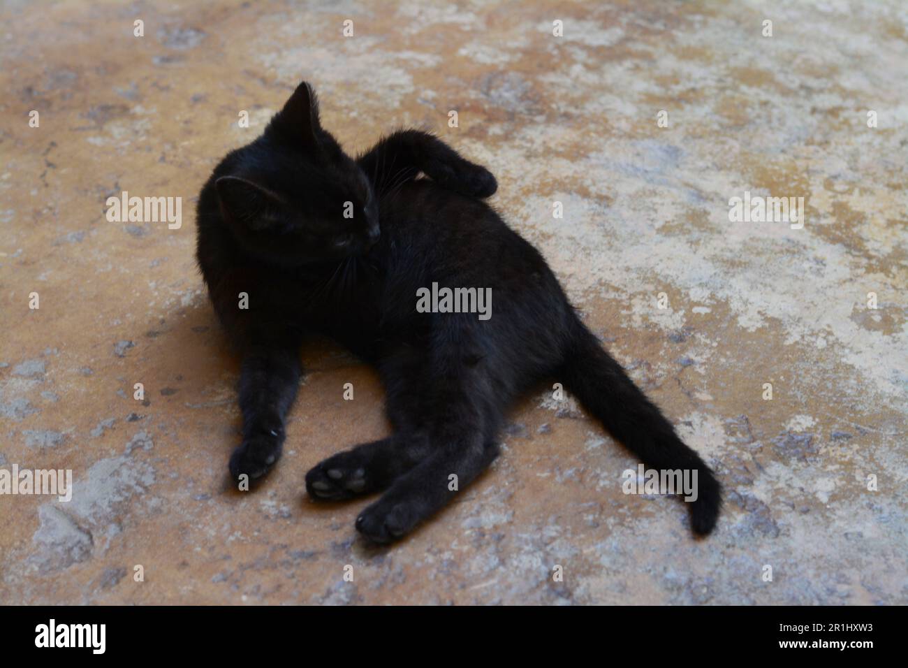 Cute stray cat laying on stone surface Stock Photo - Alamy