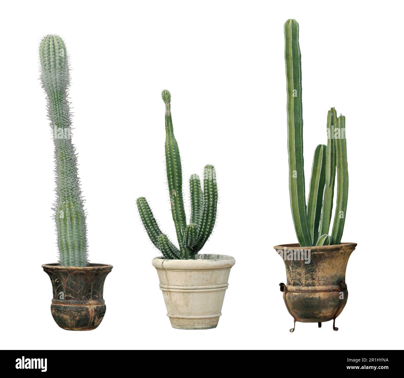 Columnar cacti Cut Out Stock Images & Pictures - Alamy