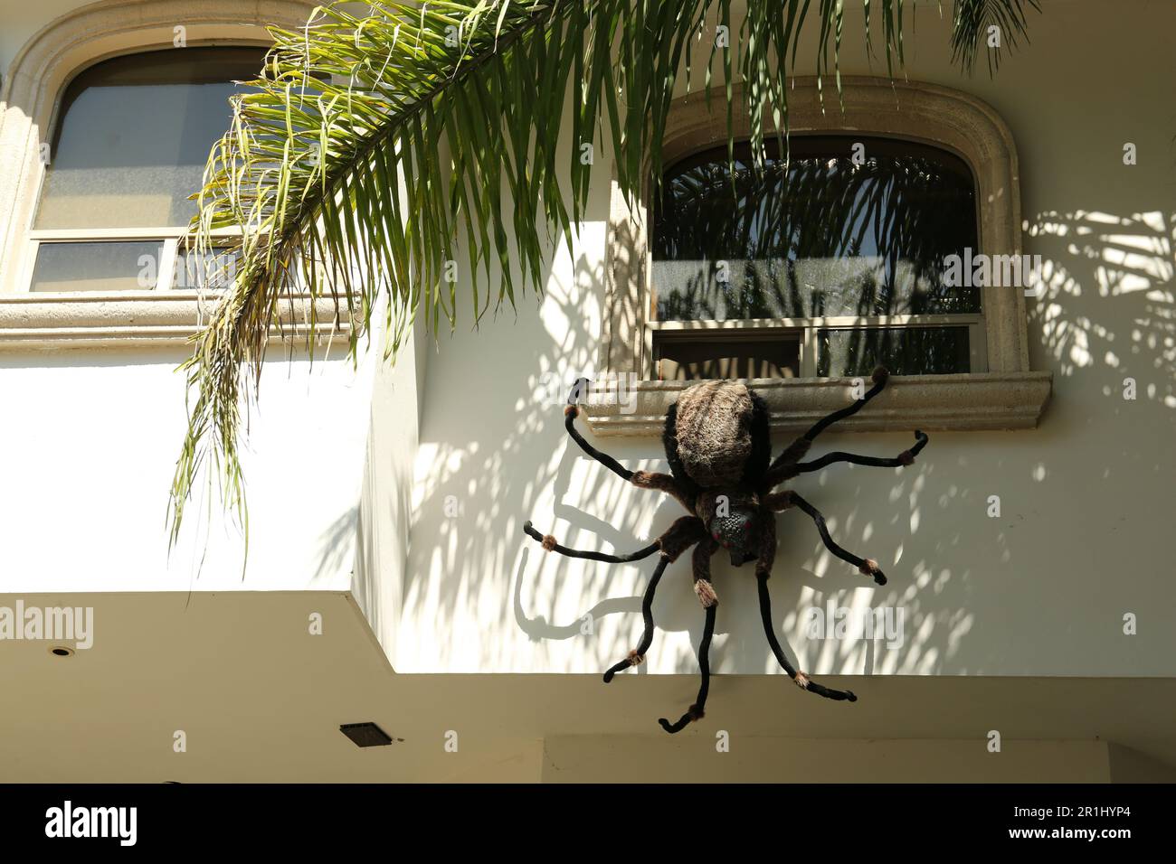 Big creepy spider hanging from window of apartment. Halloween decor ...
