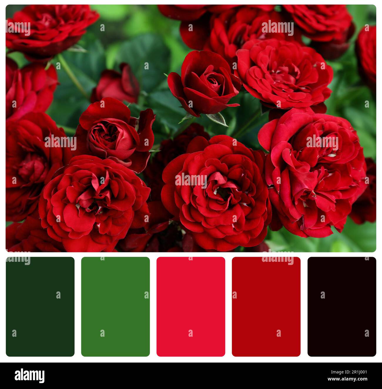 Beautiful blooming red roses and color palette. Collage Stock Photo - Alamy