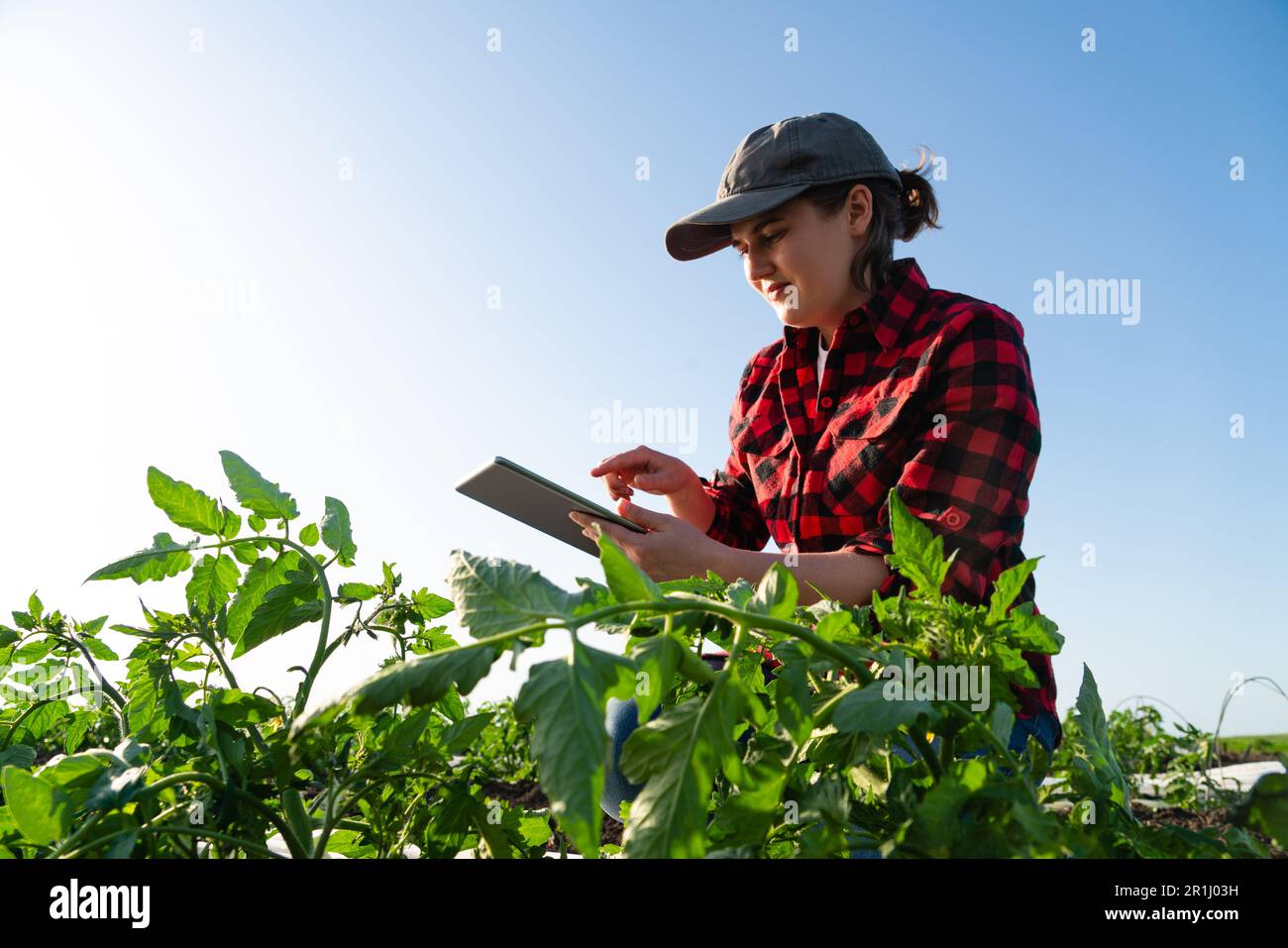 Tomato field hi-res stock photography and images - Alamy