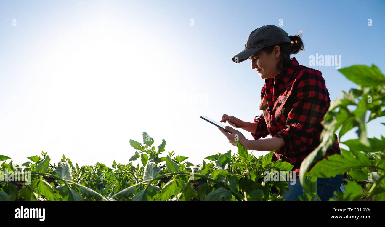 Tomato field hi-res stock photography and images - Alamy