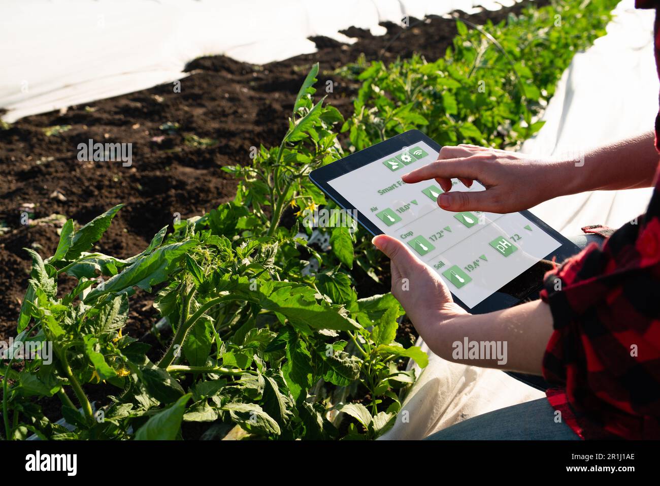 A woman farmer with digital tablet on a tomato field. Smart farming and ...