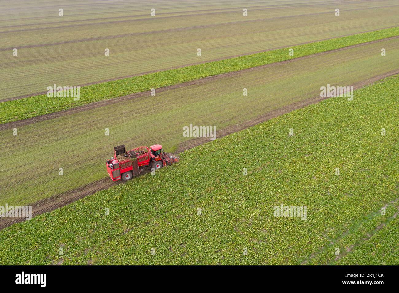 Combine harvester harvests sugar beet on the field. Aerial view. High ...
