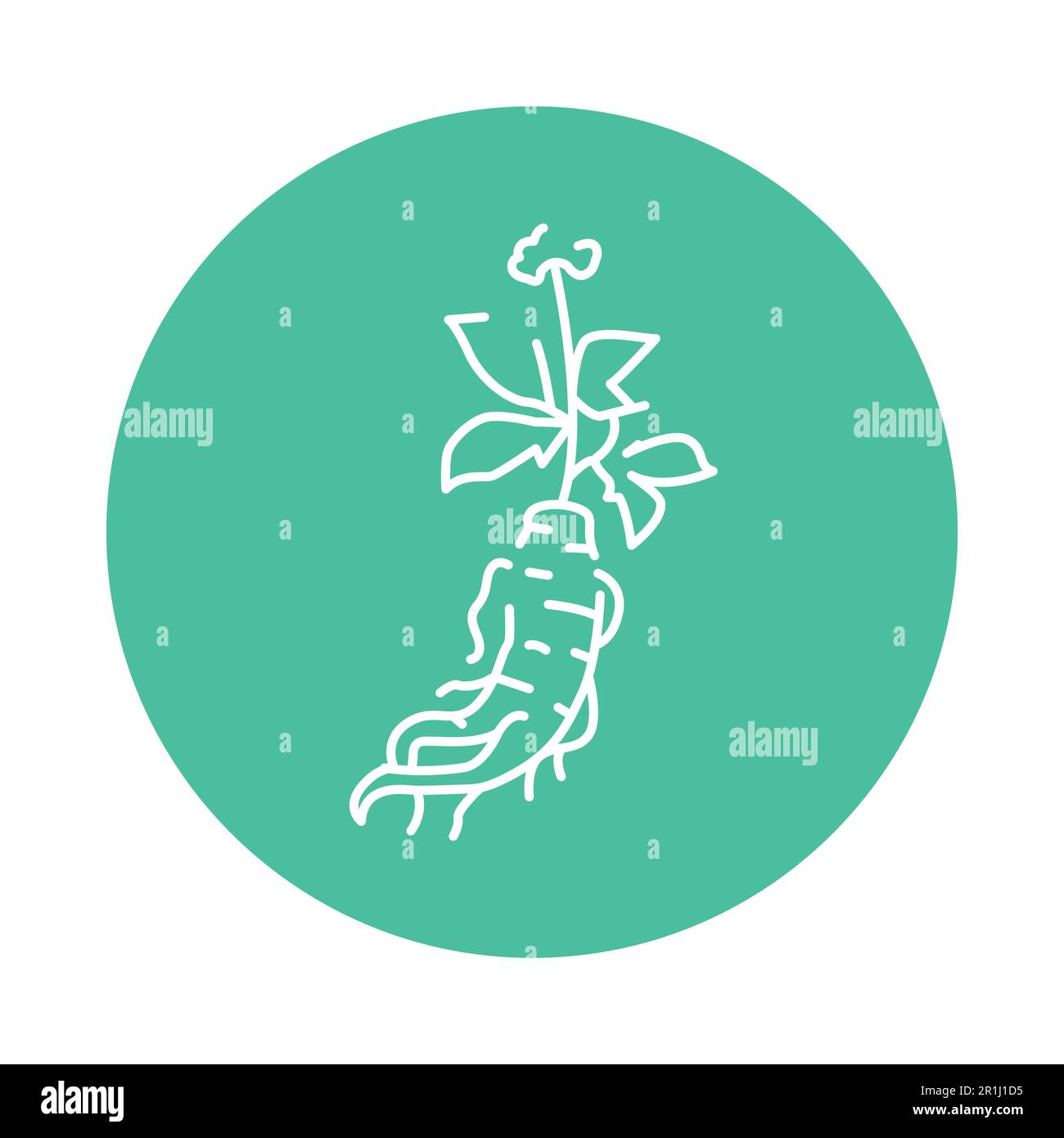 Ginseng berry Cut Out Stock Images & Pictures - Alamy