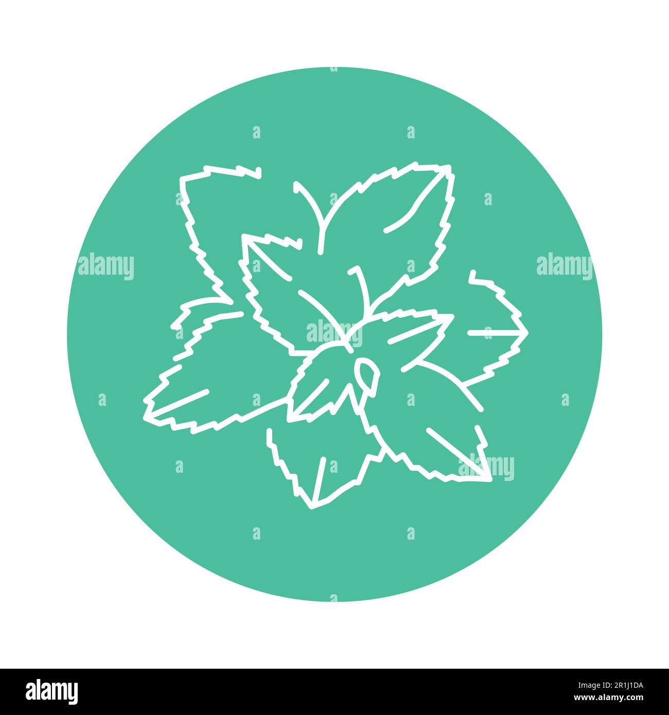 Mentha mint drawing Stock Vector Images - Alamy
