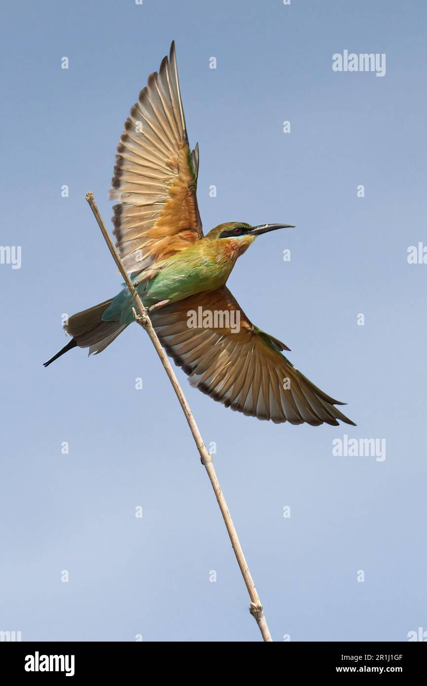 The blue-tailed bee eater is pictured in mid-flight, soaring through ...