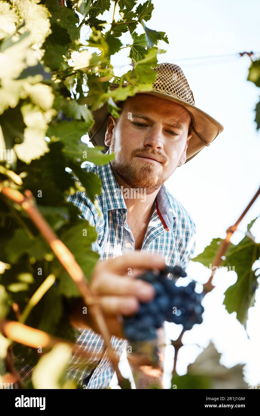 Caring for his crops to ensure they grow well. a farmer harvesting ...