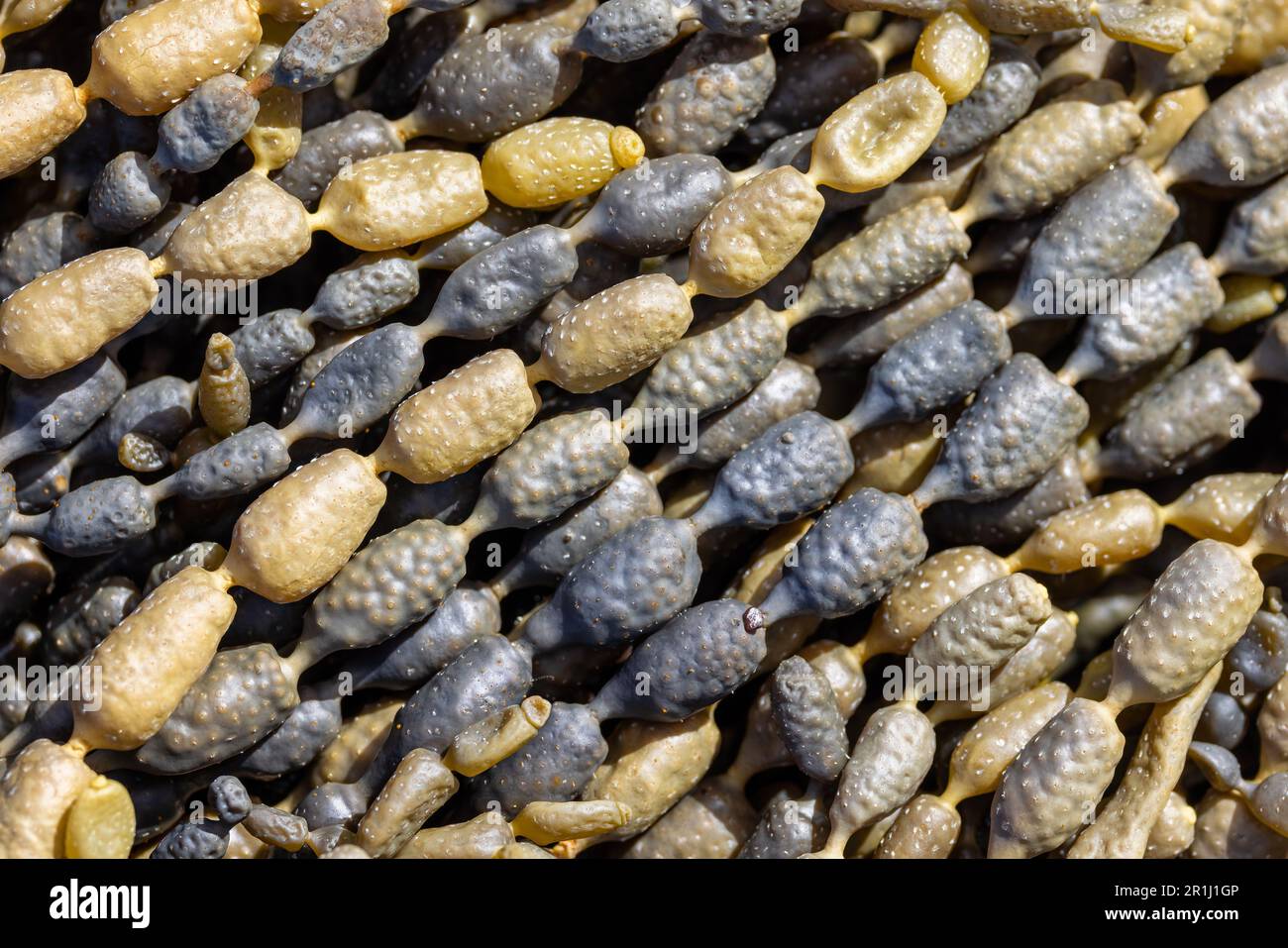 Seaweed closeup. Commonly knows as pearls or necklace of Neptune ...