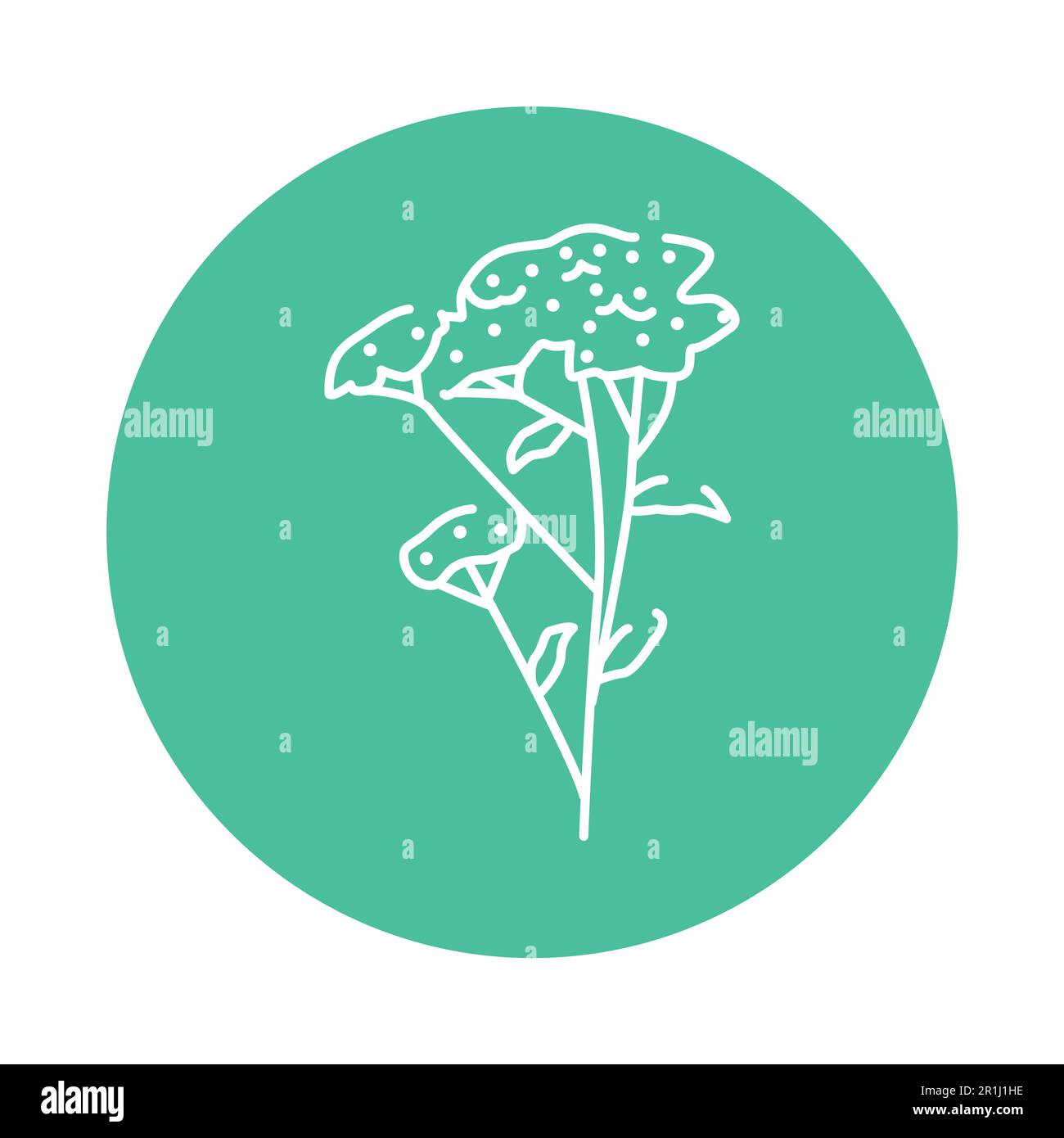 Yarrow plant line drawing Cut Out Stock Images & Pictures - Alamy