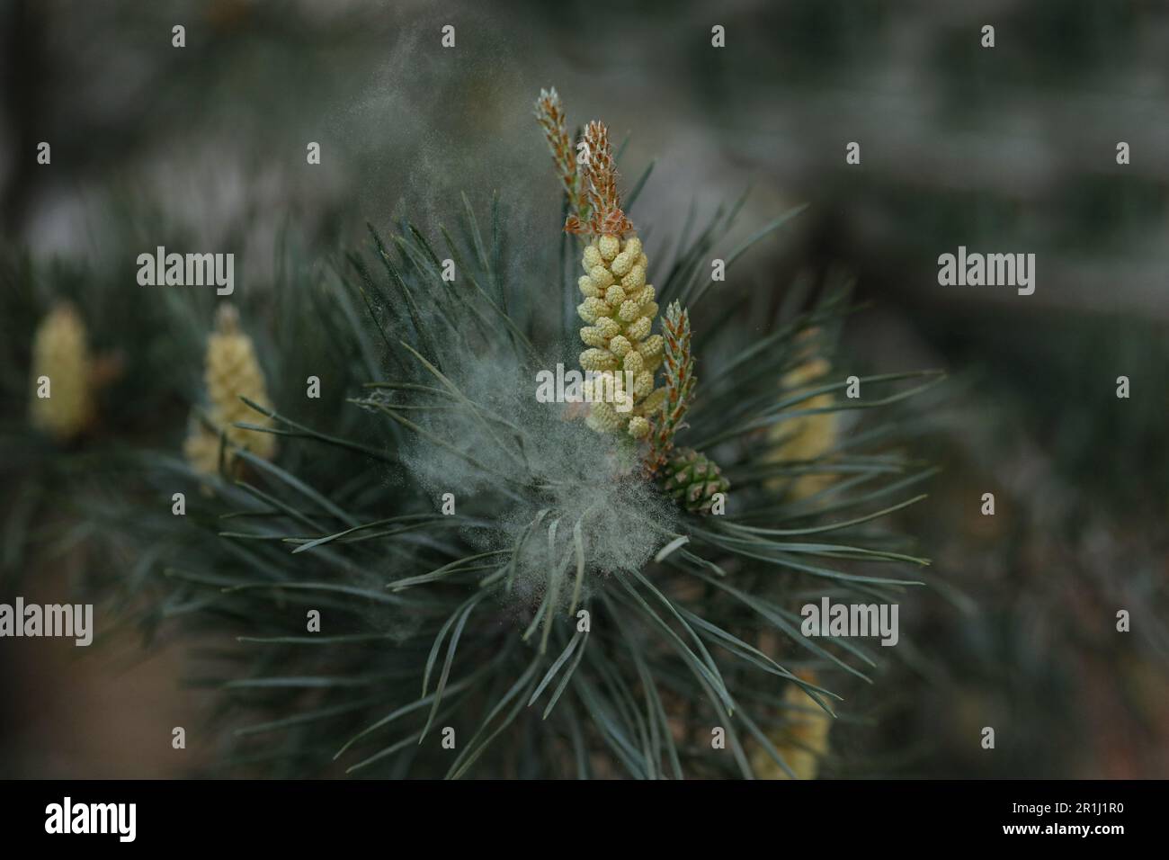 pollen from the pine cones on the wind Stock Photo - Alamy