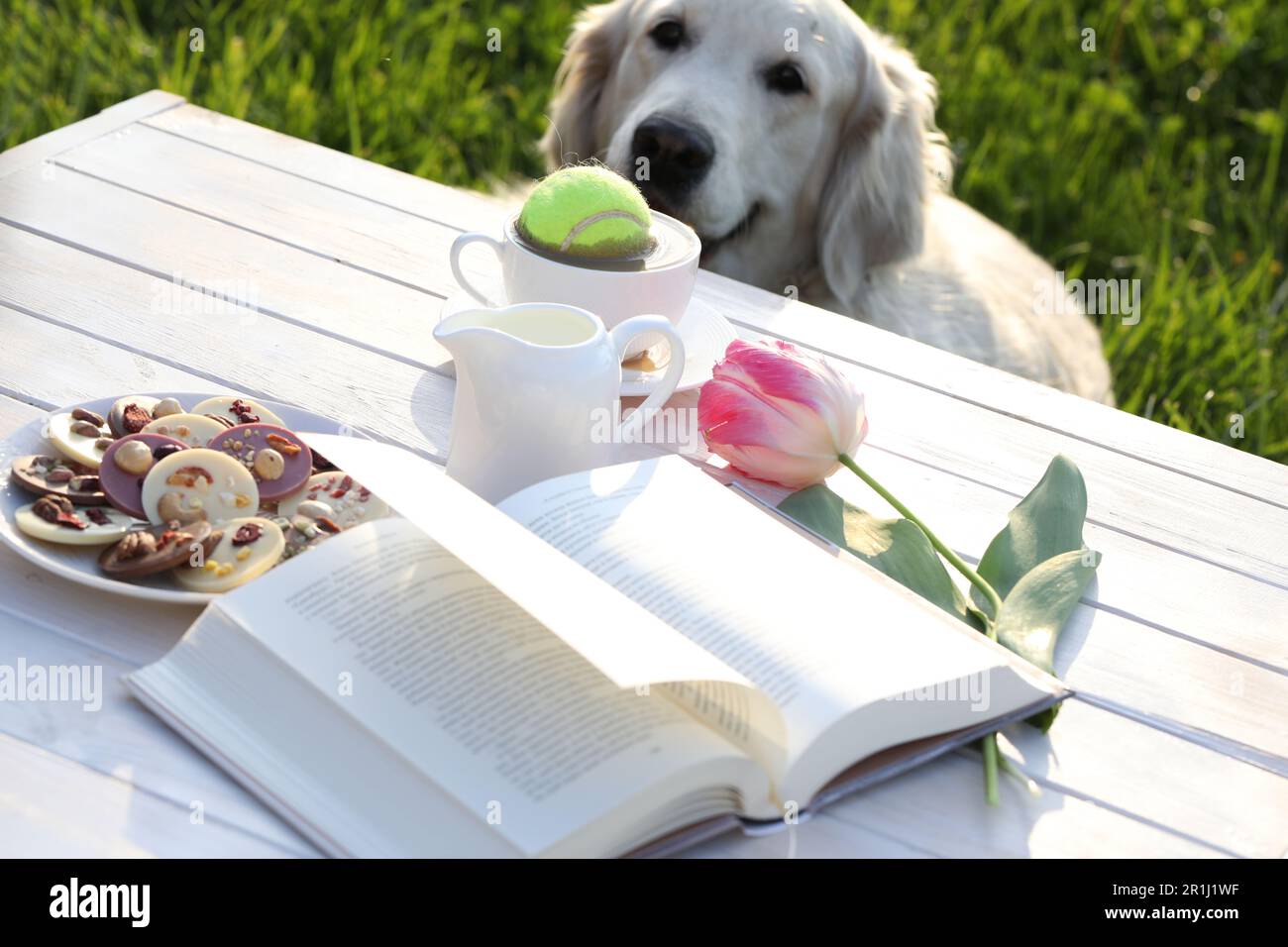 A dog bring a ball on a picnic table with a cup of coffee and a tulip ...
