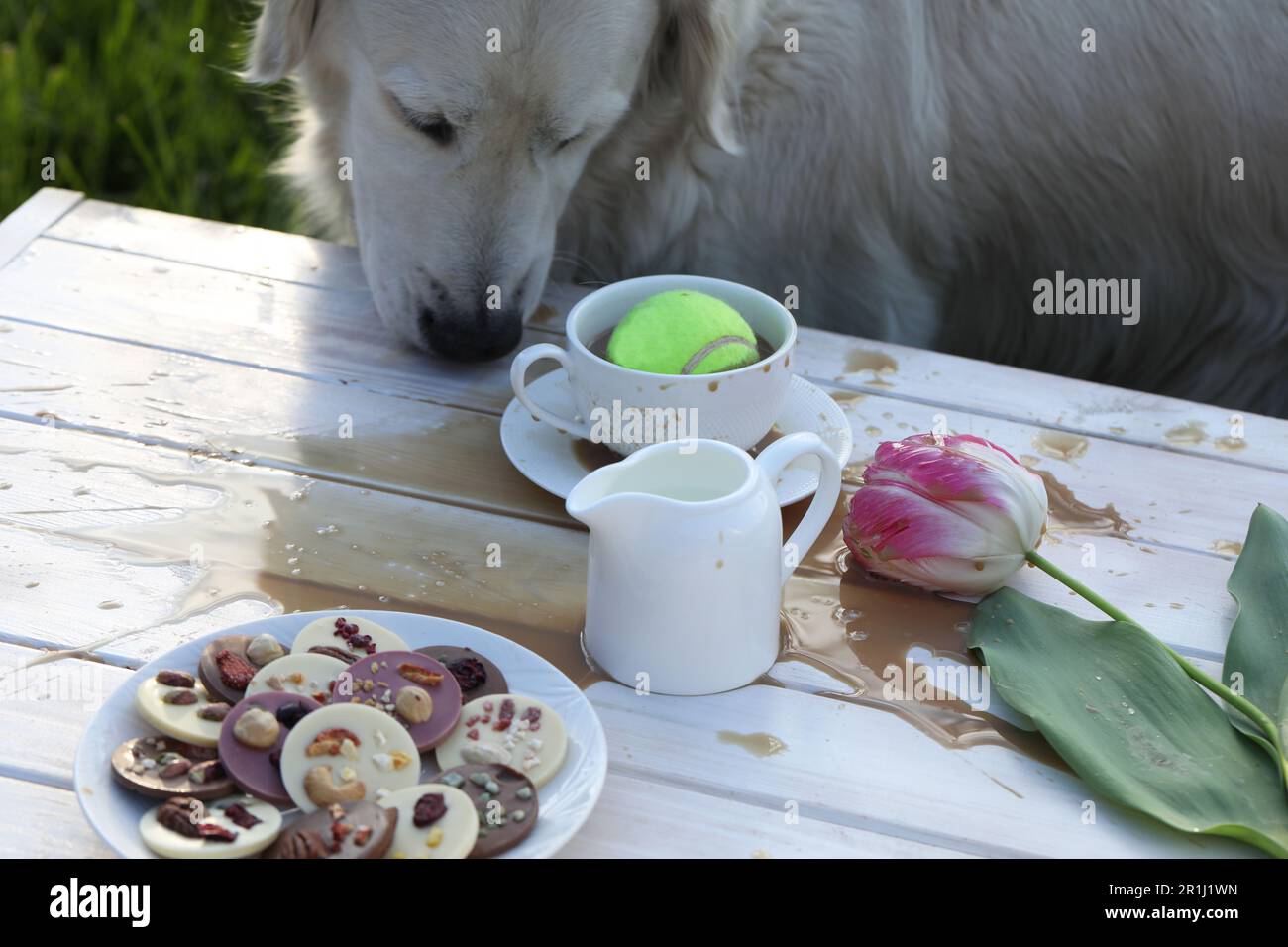 A dog bring a ball on a picnic table with a cup of coffee and a tulip ...