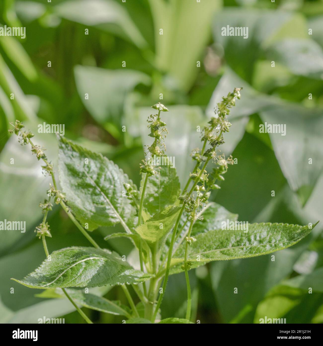 Flowering top of poisonous Dog's Mercury / Mercurialis perennis in ...