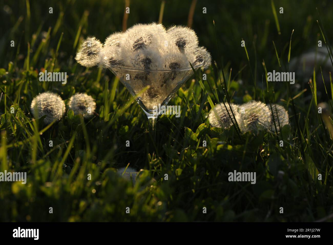 Light up dandelions hi-res stock photography and images - Alamy