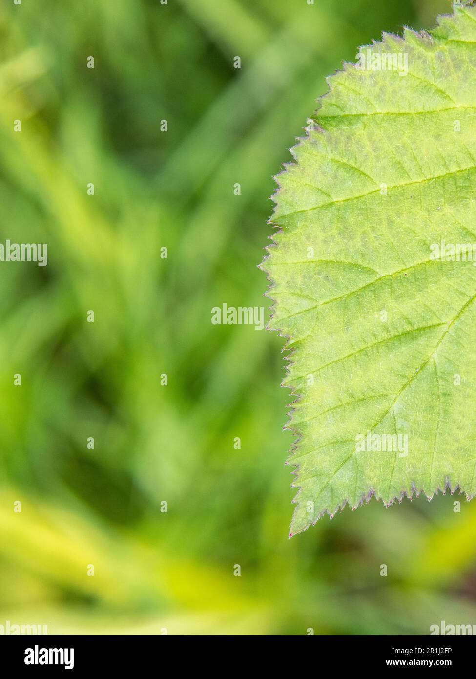 Close-up shot of the leaf margin (edge) of a small Bramble, Blackberry ...