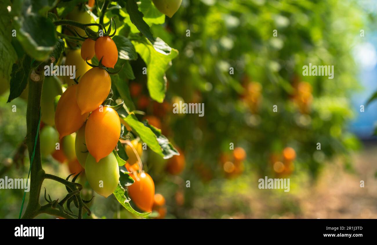 Greenhouse with cherry tomatoes. Organic farm. High quality photo Stock Photo - Alamy