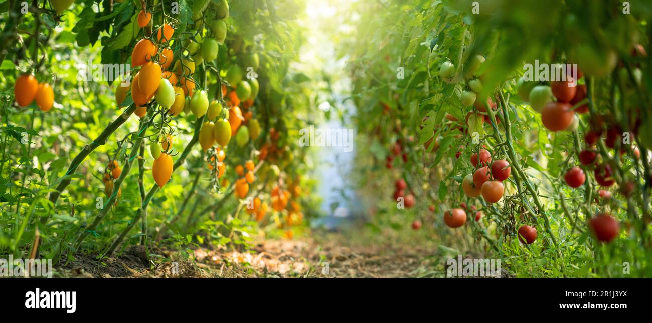 Greenhouse with cherry tomatoes. Organic farm. High quality photo Stock Photo - Alamy