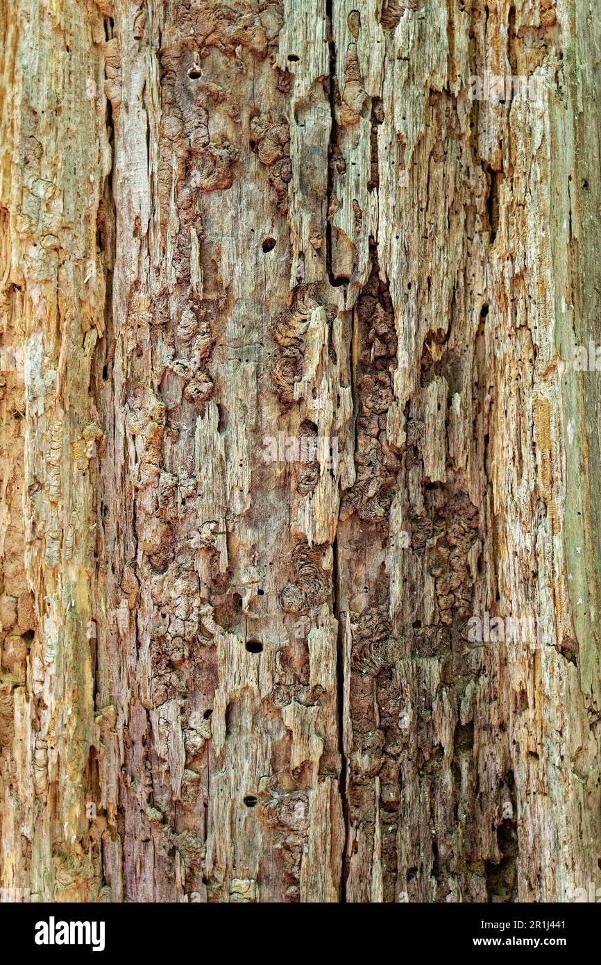 Textures and colors of a barkless tree decaying and rotting with insect ...