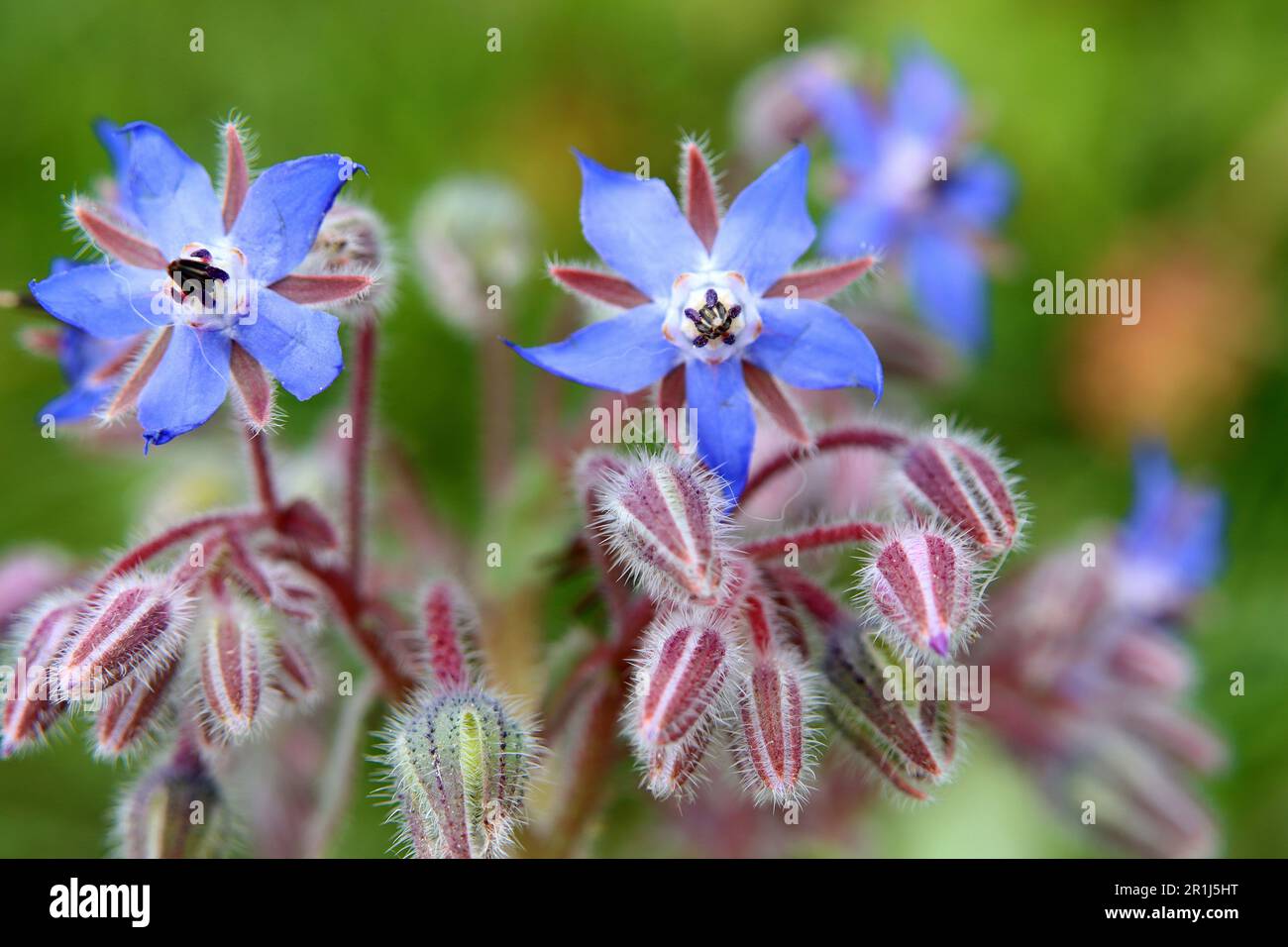 Borage, Spice And Medicinal Plant Stock Photo - Alamy