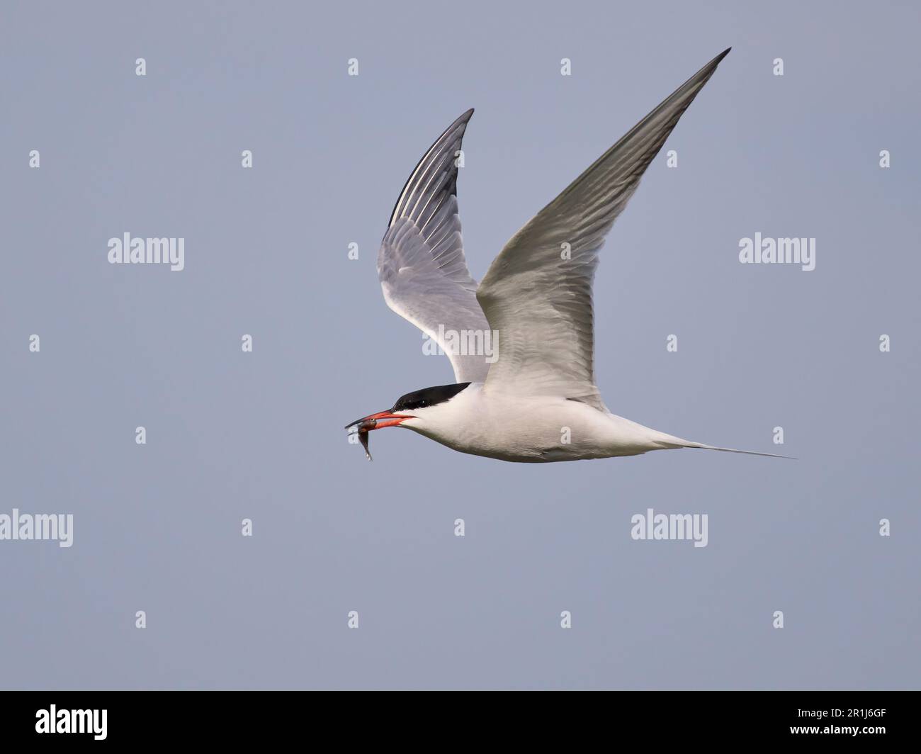 Common tern (Sterna hirundo) in its natural environment Stock Photo - Alamy