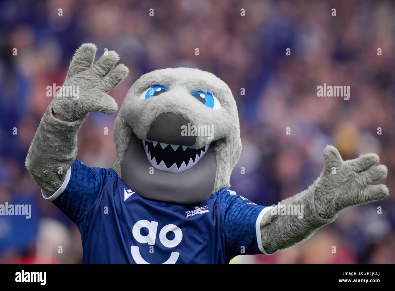 Sharks the Sale Sharks mascot celebrates victory during the Gallagher ...