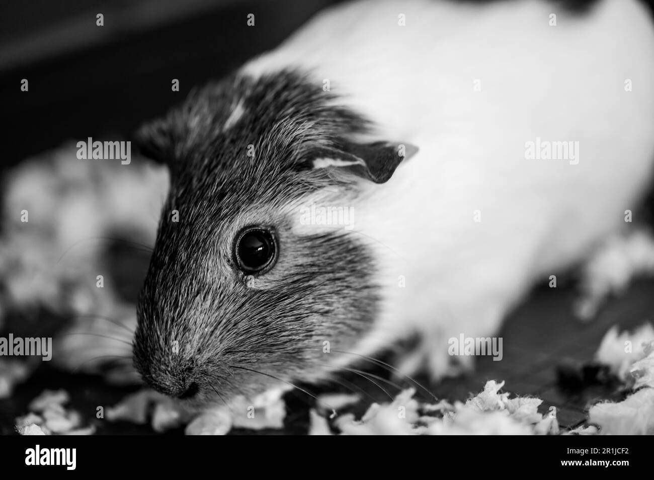Pig looking at camera Black and White Stock Photos & Images - Alamy