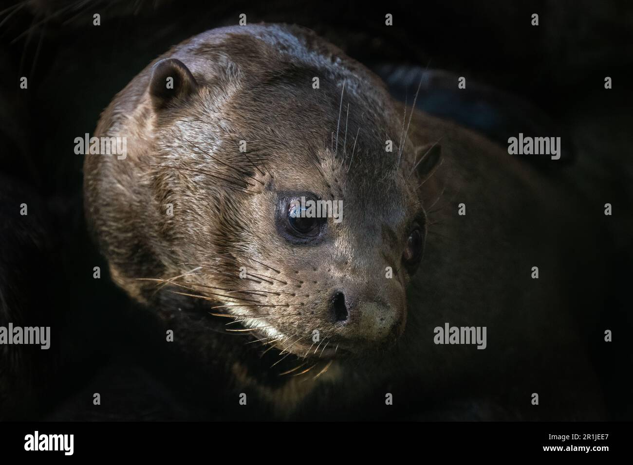 Giant Otter - Pteronura brasiliensis, large fresh water carnivore from ...