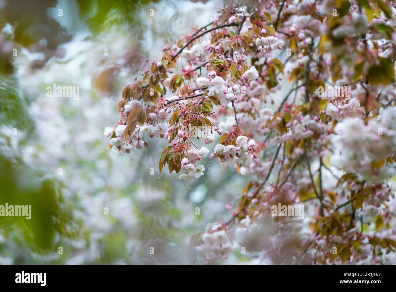 Water drops and dew on pink cherry blossoms and leaves of Japanese ...