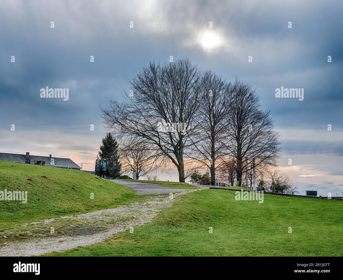 A large oak tree spreads its branches over a dirt road outside the old ...