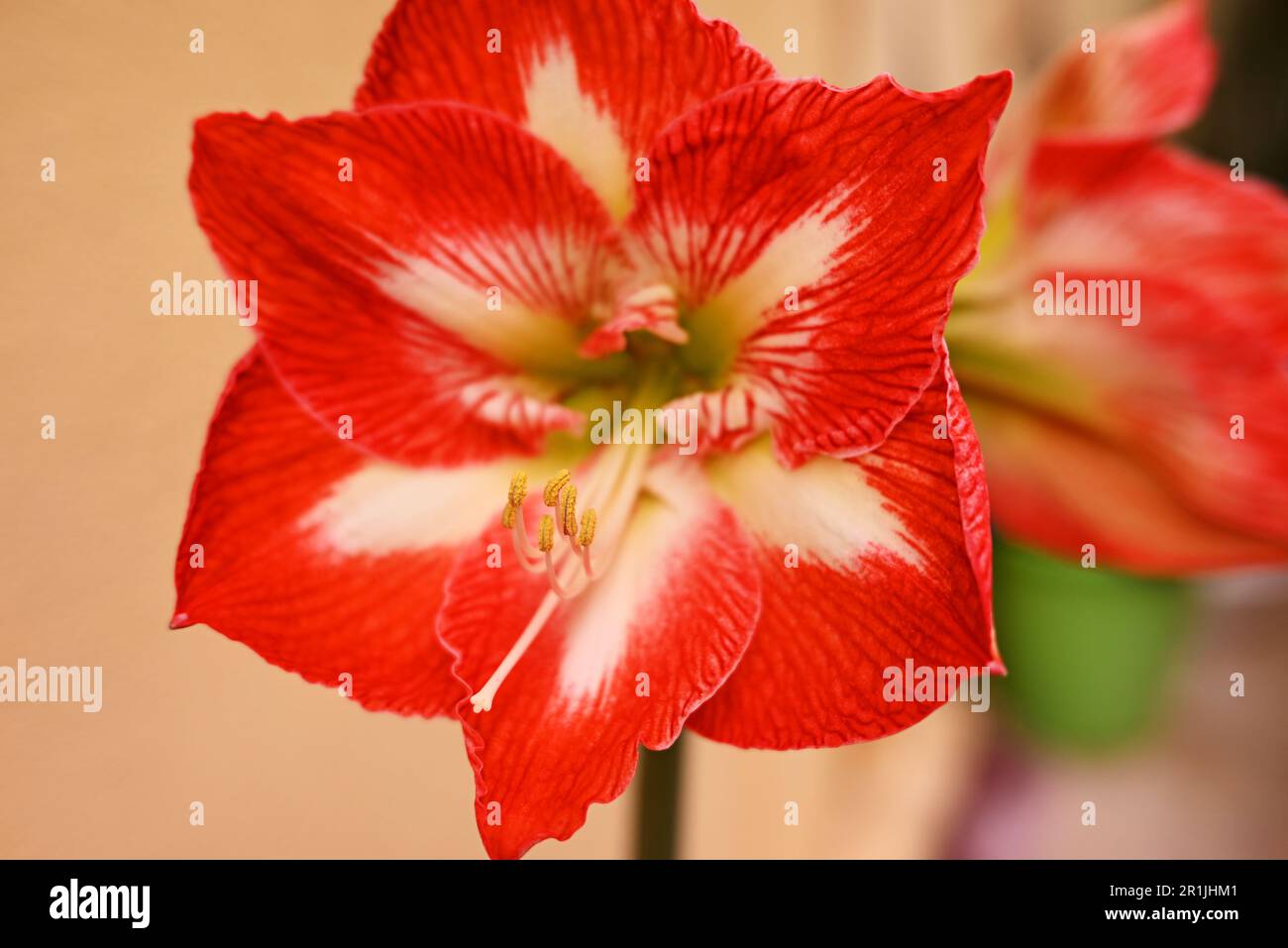 Flower petal veins close up hi-res stock photography and images - Alamy