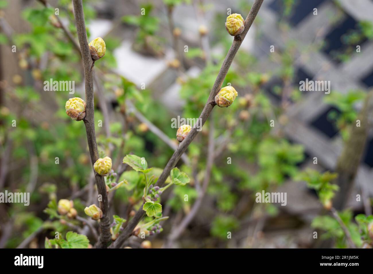 Blackcurrant Gall or Big Bud Mite pest, Cecidophyopsis Ribis. Infected ...
