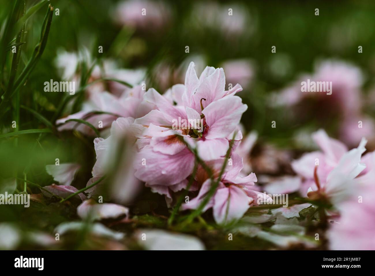 Fallen white and pink wilted petals of the Japanese Circassia Cherry ...