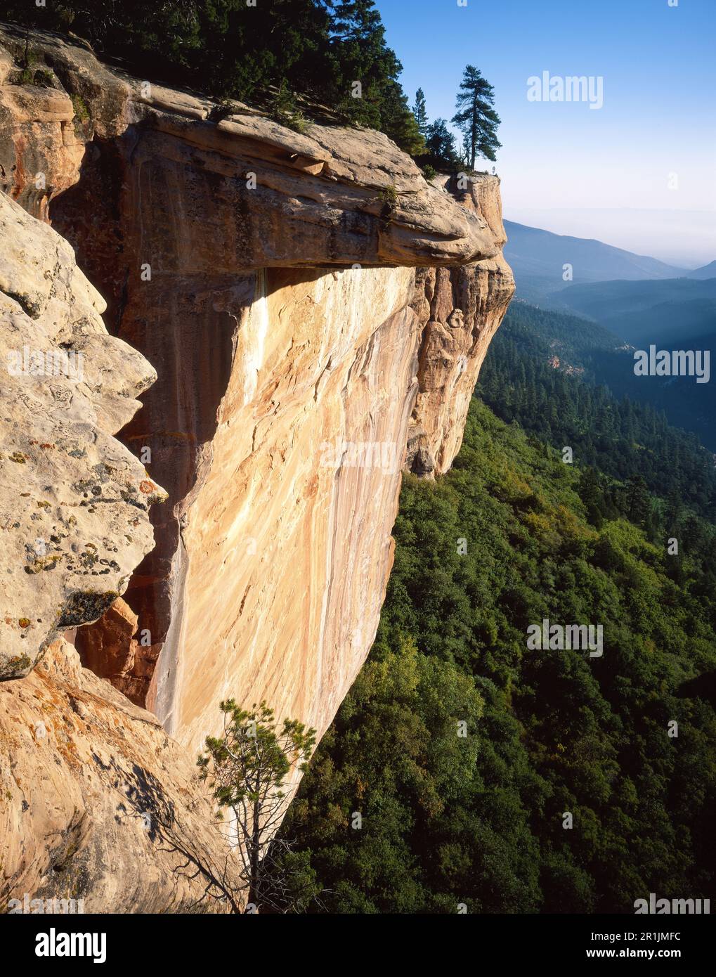 A ponderosa pine tree stands close to the cliff edge, Sycamore canyon ...