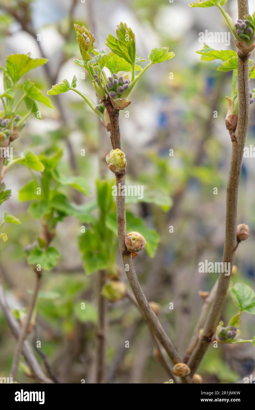 Blackcurrant Gall or Big Bud Mite pest, Cecidophyopsis Ribis. Infected ...