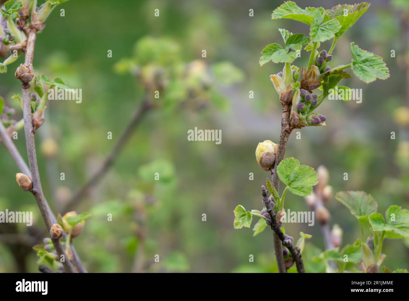 Blackcurrant Gall or Big Bud Mite pest, Cecidophyopsis Ribis. Infected ...