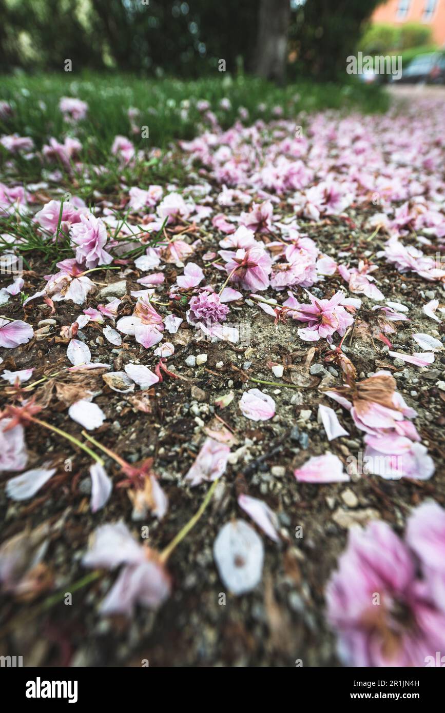 Fallen white and pink wilted petals of the Japanese Circassia Cherry ...
