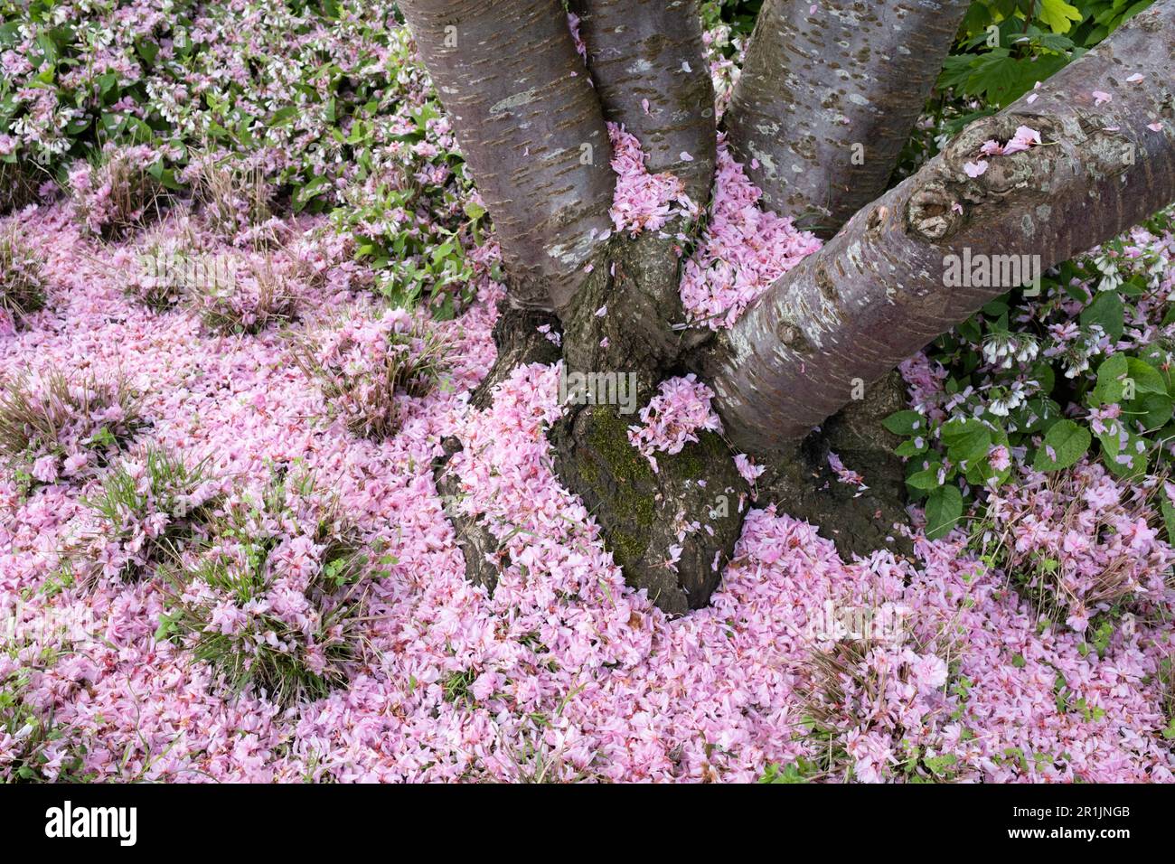 Around the tree trunk of the Prunus serrulata or Japanese cherry, the ...