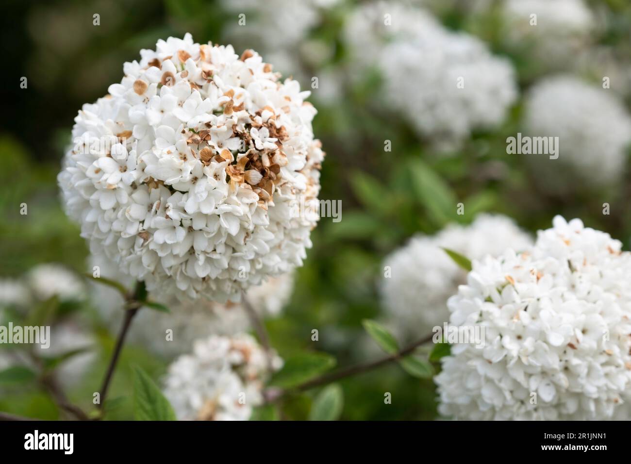 Viburnum opulus or Snowball tree flowers in a garden. Focus on the ...