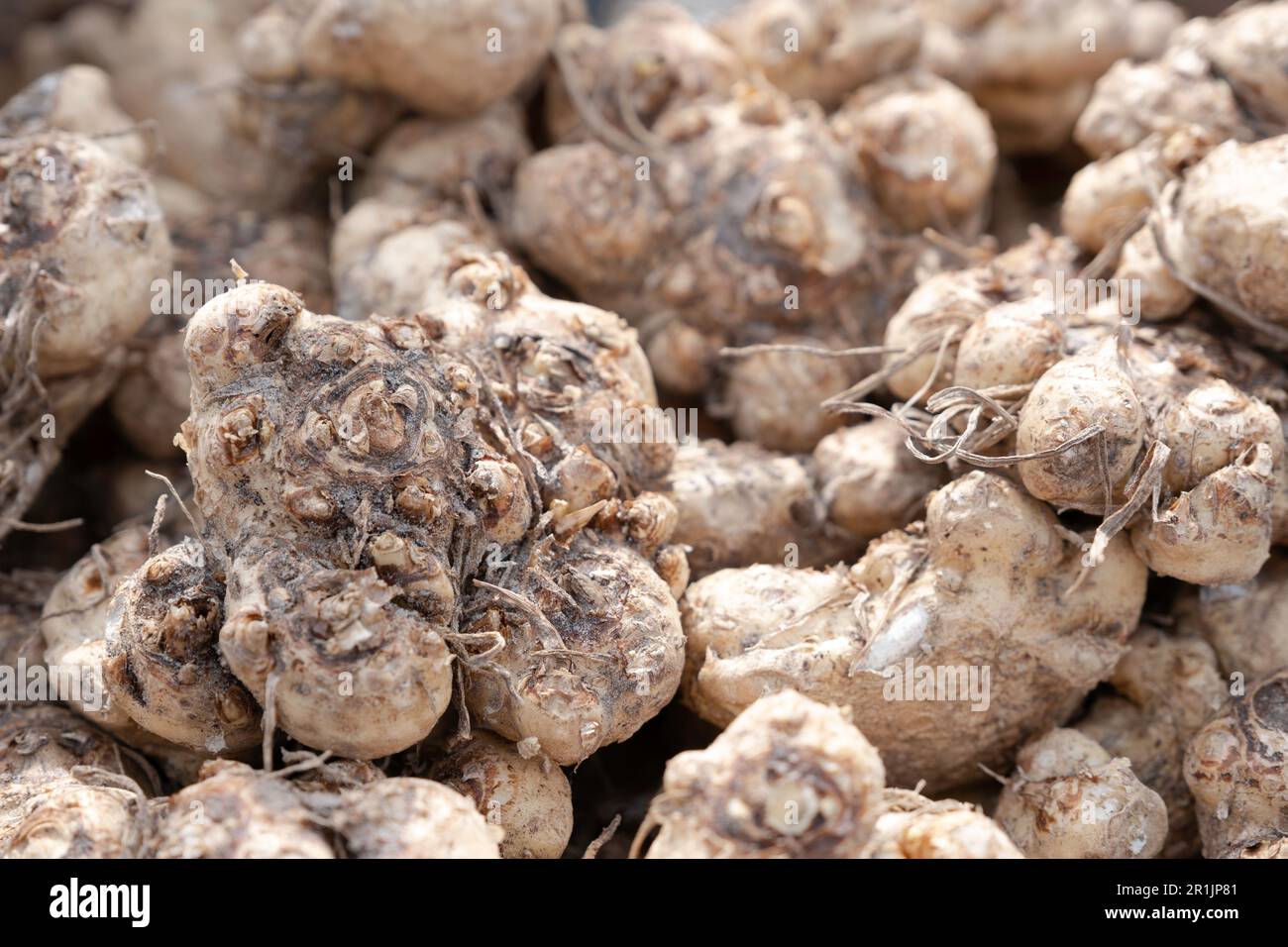 Close up of root tubers of the hardy Canna Zantedeschia in a garden ...