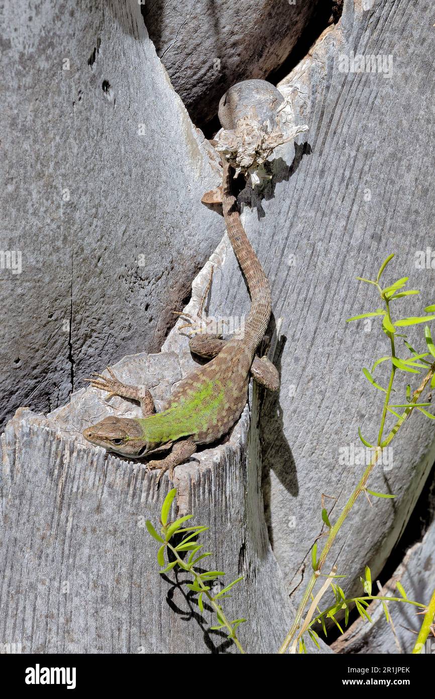 The Italian Green wall lizard thrives in a hot climate Stock Photo - Alamy