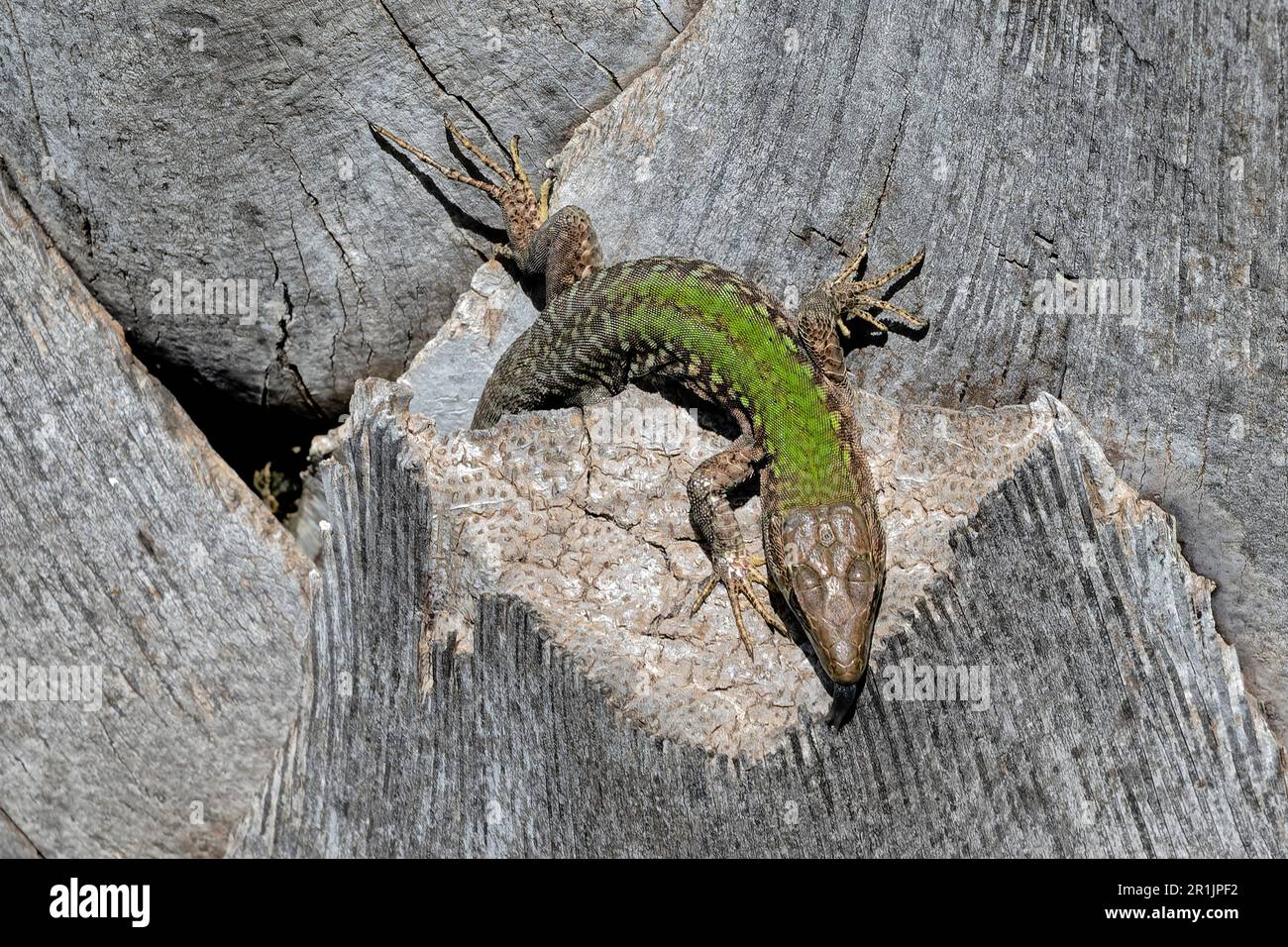 The Italian Green wall lizard thrives in a hot climate Stock Photo - Alamy