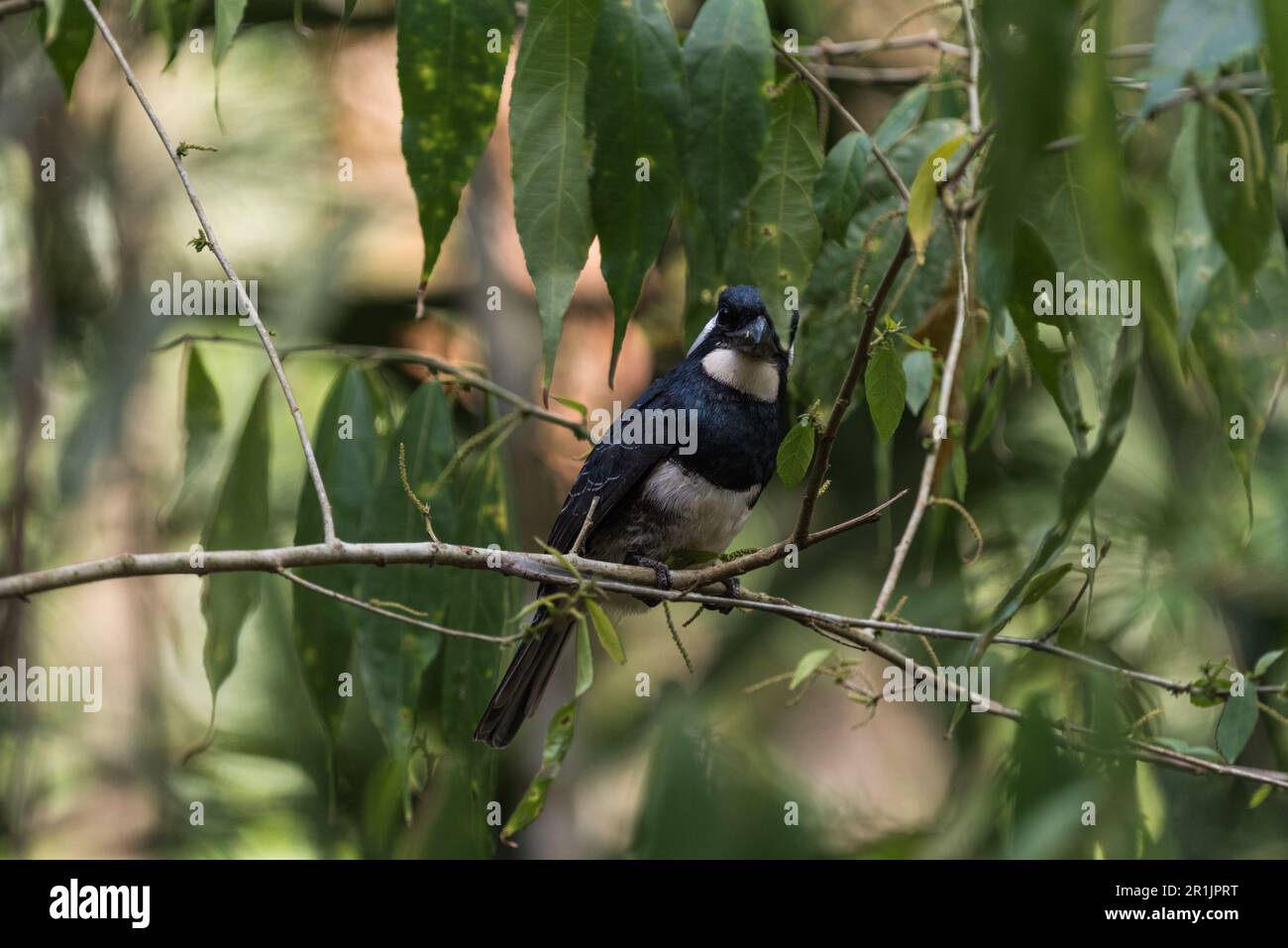 Perched Black-breasted Puffbird (Notharchus pectoralis) in Soberiana ...
