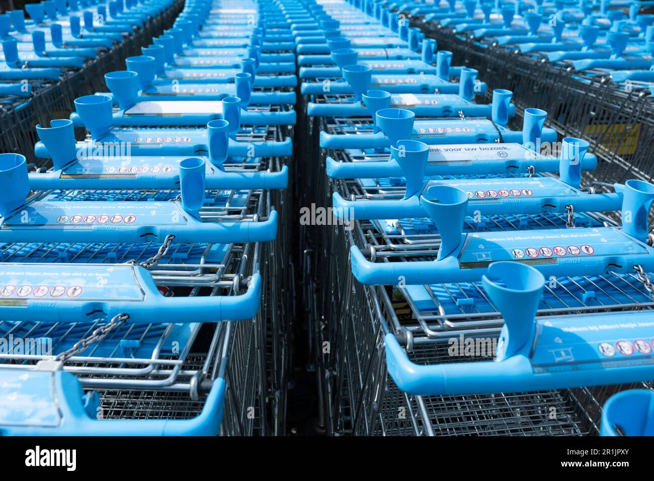 Four rows of blue shopping carts from supermarket chain 'Albert Heijn ...