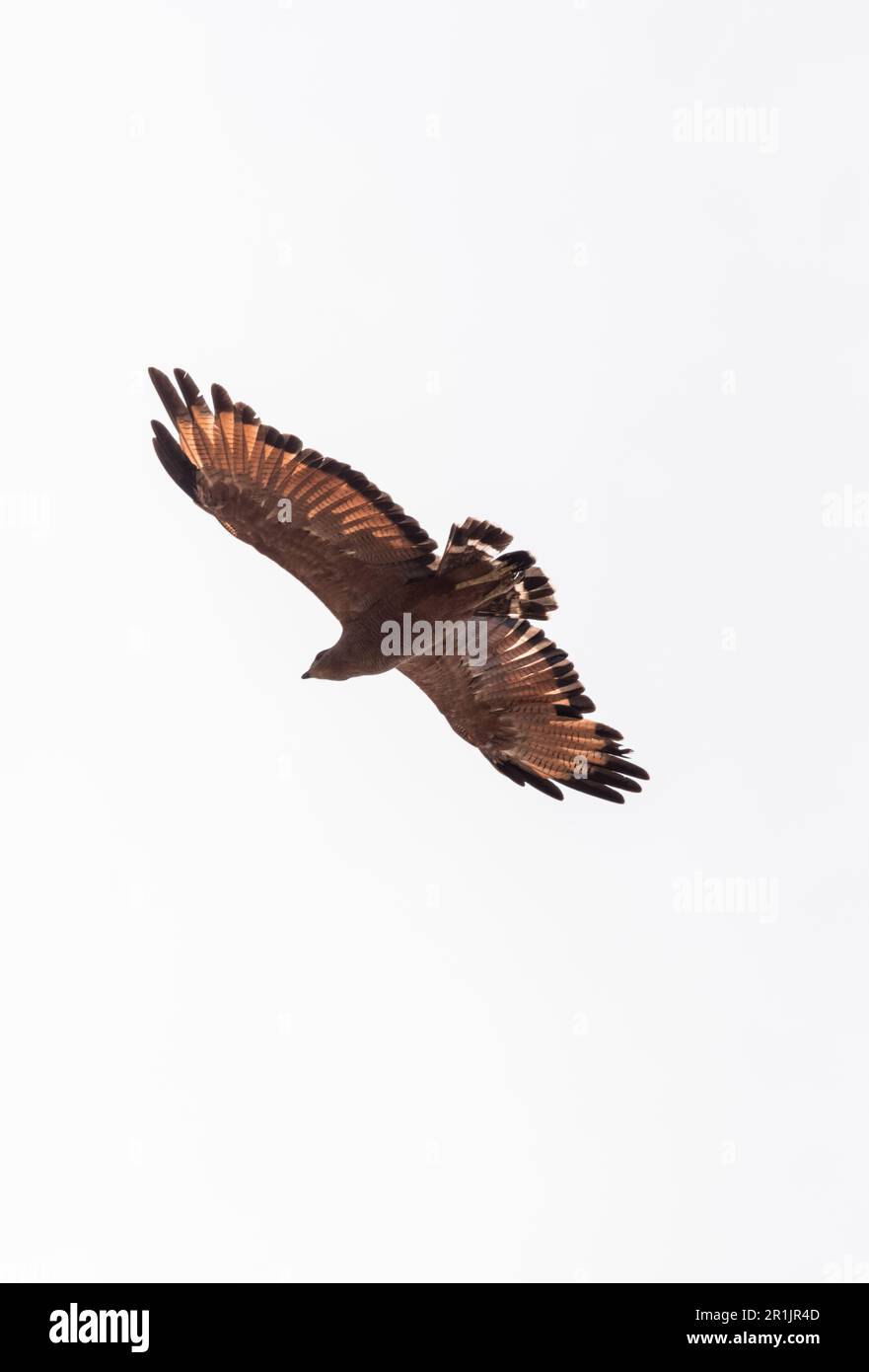 Flying Savannah Hawk (Buteogallus meridionalis) in Panama Stock Photo ...
