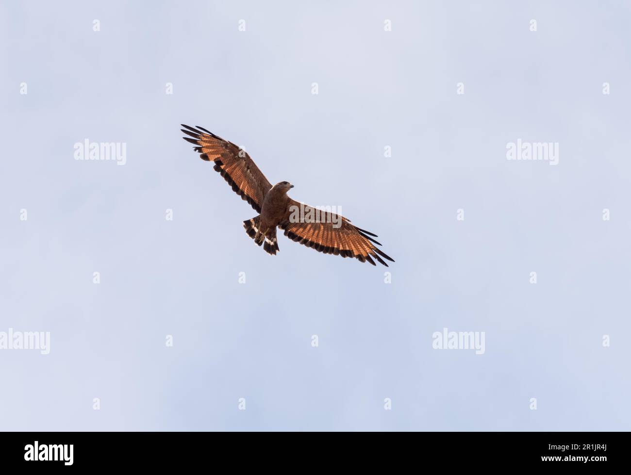Busardo sabanero hi-res stock photography and images - Alamy