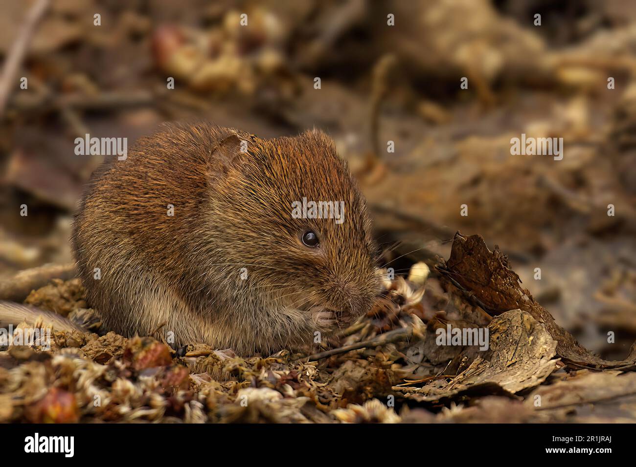A brown Bank Vole on a pile of dry leaves and debris, eating snack ...